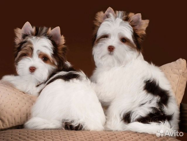 Бивер йорк(Биро ) Белогенный