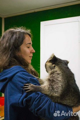 Енот полоскун