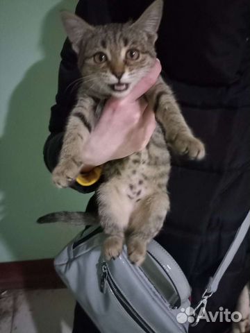 Кошки в добрые руки бесплатно