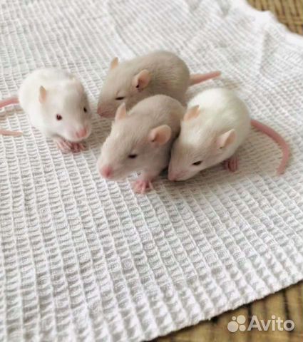Крысы декоративные "Стандарт"