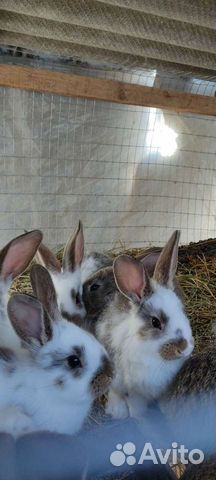 Кролики великаны