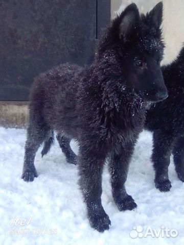 Бельгийская овчарка