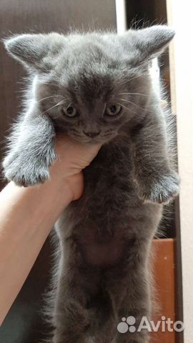 Шотландские котята