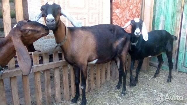 Продаются породистые козы и козел