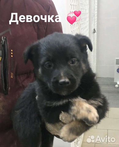 Щенкам 1 месяц и им нужен дом