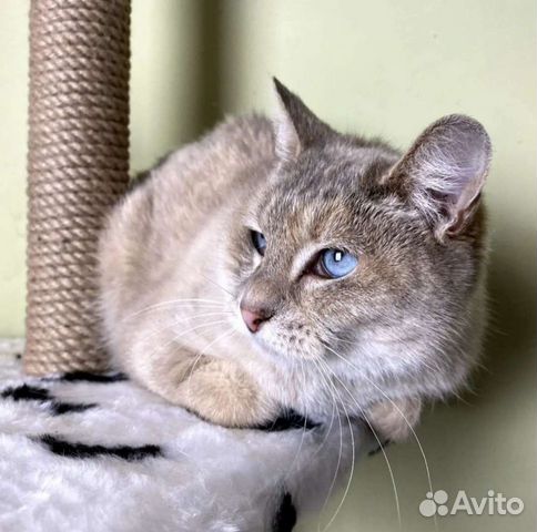 Кошка добрые руки