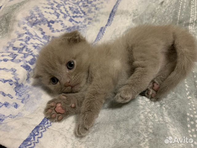 Шотландская