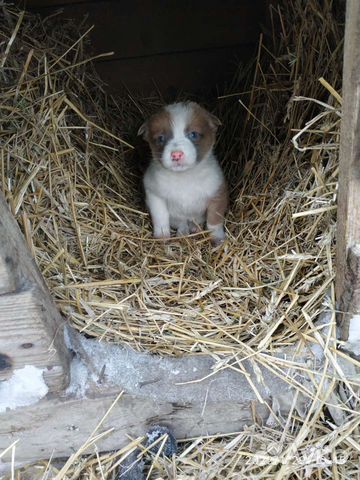 Очень просим вас сделать репост помогите малышам о
