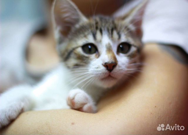 Маленький котенок Клёпа девочка 2 мес