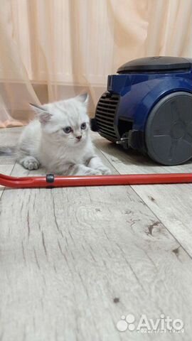 Шотландские вислоухие прямоухие котята