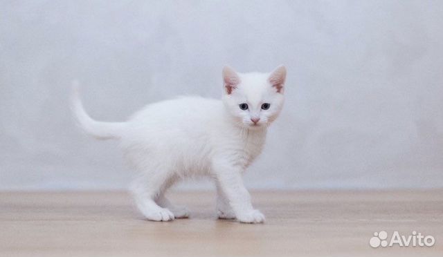 Котенок турецкой ангоры метис