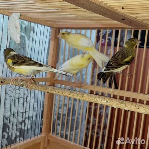 Кенарь и канарейки