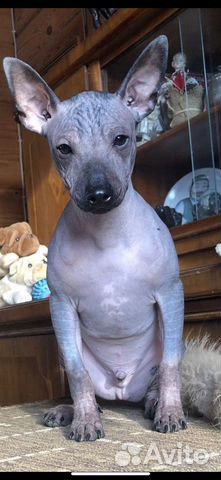 Мальчик Ксолоитцкуинтли mini