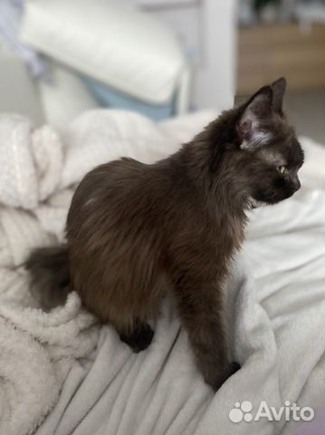 Шоколадный котенок 3 месяца