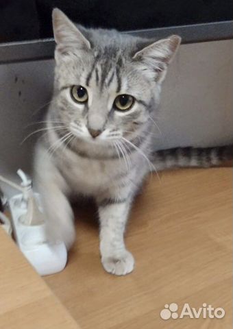 Котёнок девочка окраса Вискас в добрые руки