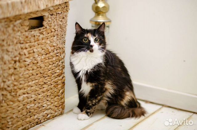 Для любителей ярких пушистиков