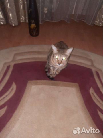 Саванна мини