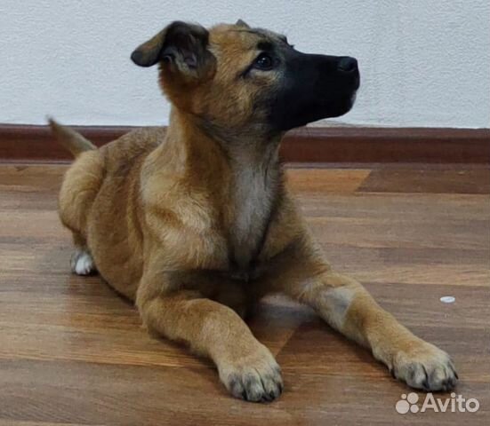 Ласковый щенок в добрые руки