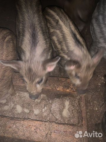 Мангалица+дикий кабан