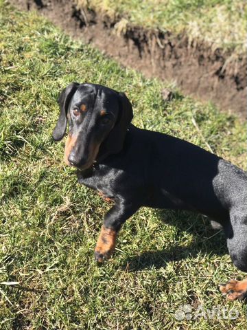 Такса-вязка