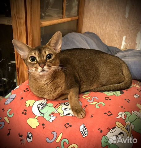 Абиссинские девочки