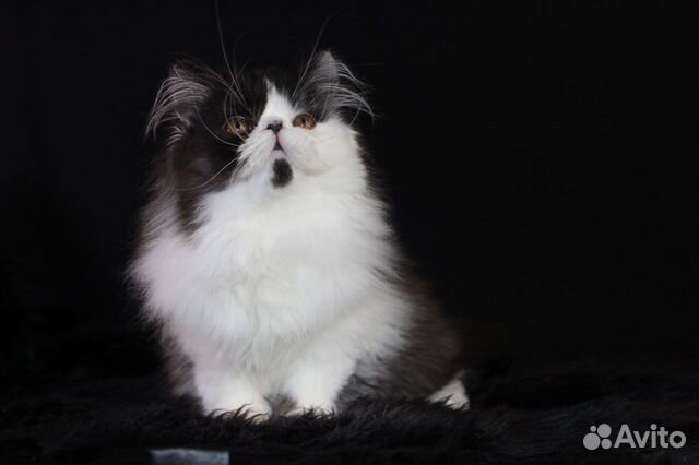 Обаятельный персидский котенок