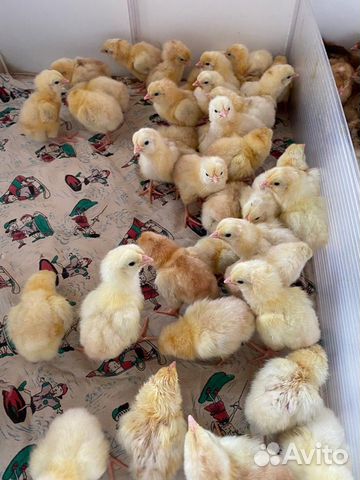 Цыплята (генофонд Питер)