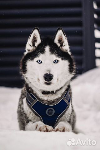 Сибирский хаски Кай