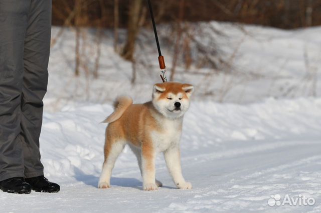 Малыш Японской Акиты