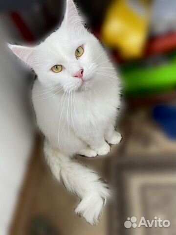 Кот Мэй-Кун