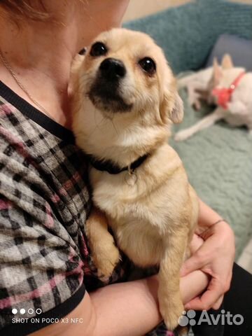 Жули, жевочка, 1.5 года 4 кг 22 см