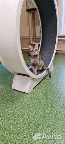 Чаузи ф1котик