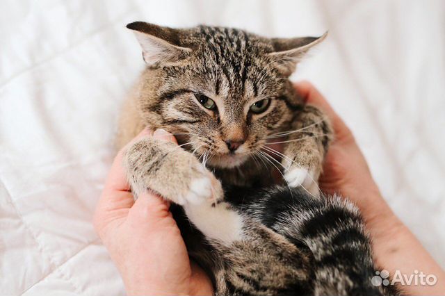 Шпротик котик добрячок
