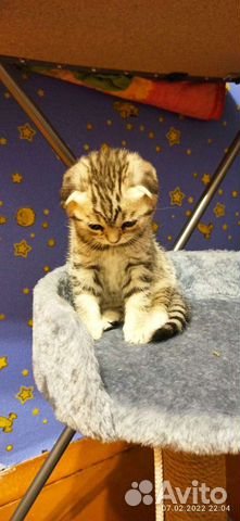 Котенок мальчик