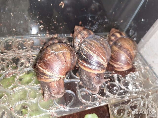 Улитки ахатины взрослые