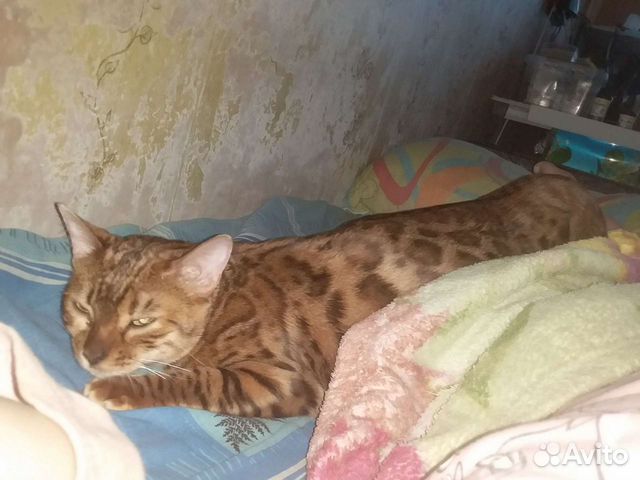 Бенгальская кошка вязка