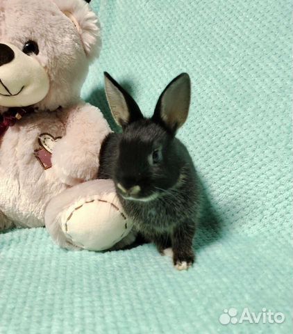 Декоративные кролики