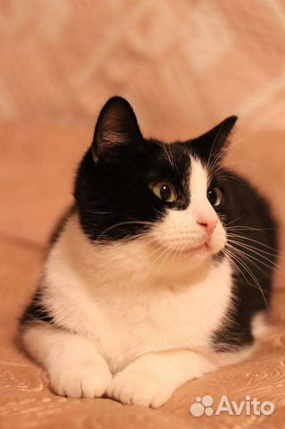 Добрая кошка в добрые руки