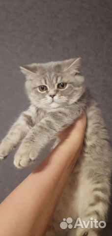 Шотландский котейка