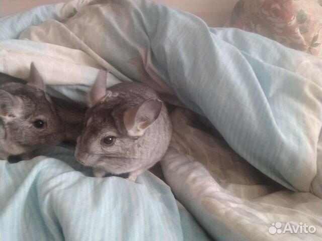 Продам 2х шиншилл