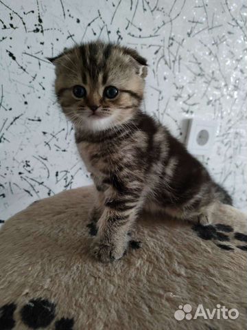Шотландский вислоухий котёнок