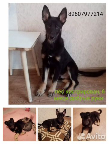 Отдам в хорошие руки