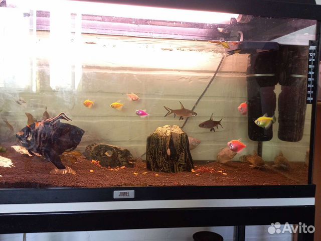 Гурами мраморный