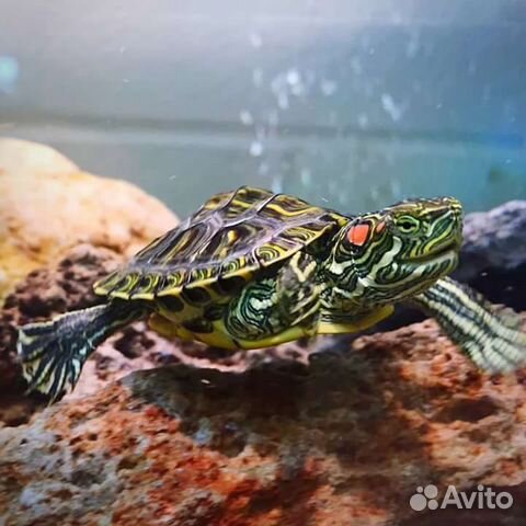 Красноухая черепаха с аквариумом