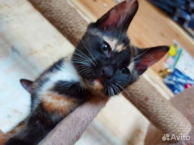 Кошки