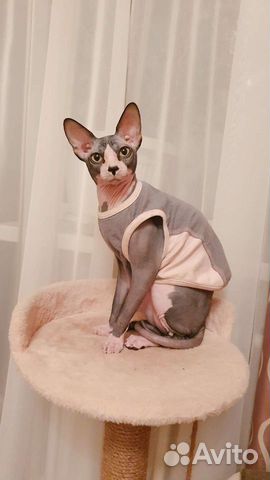 Канадский сфинкс вязка