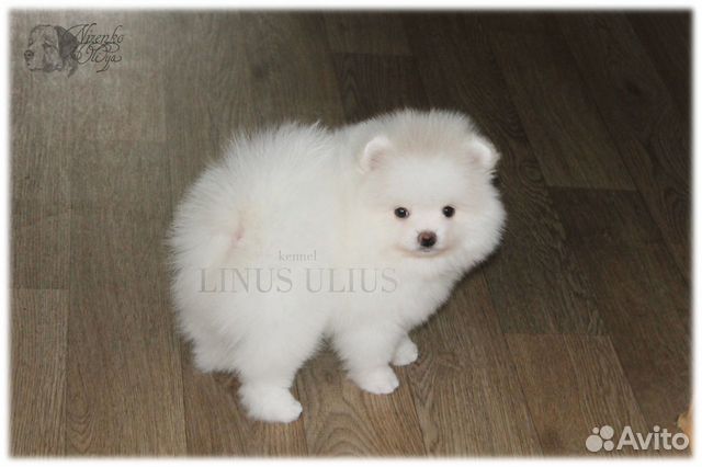 Белый щенок шпица РКФ
