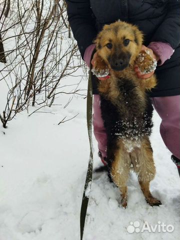 Собака, щенок, девочка, стерилизована