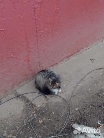 Домашний кот ищет дом