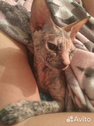 Донской сфинкс вязка